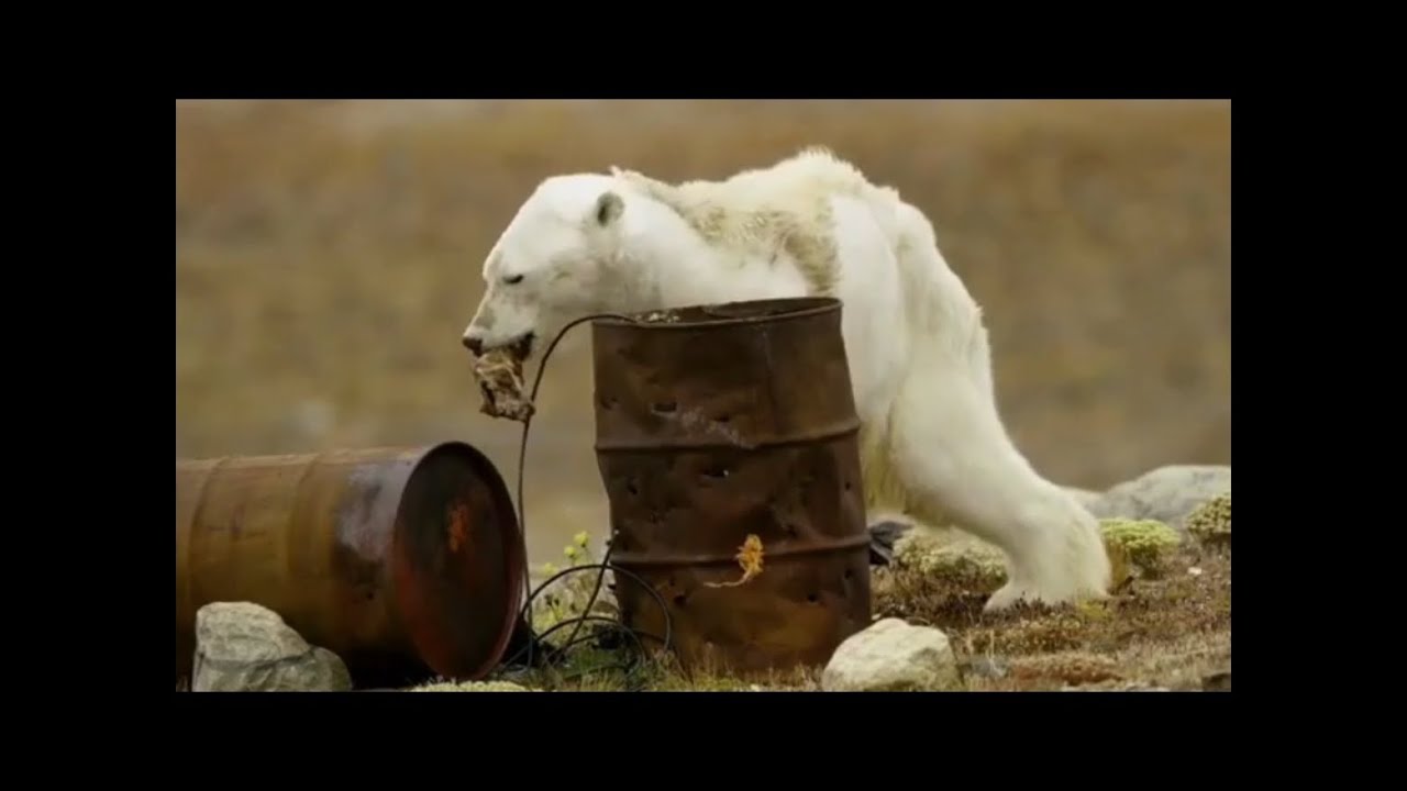 Hyena eat polo bear dying_starving to death - YouTube
