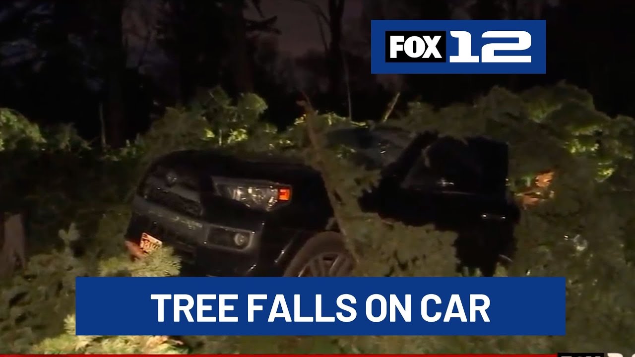 Video of tree falling on car in Canby surpasses 40,000 views - YouTube