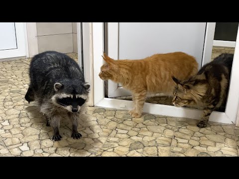 ЕНОТ ЗНАКОМИТСЯ С КОШКАМИ