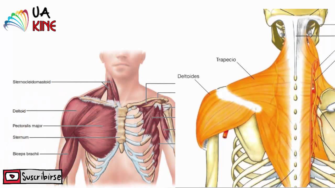 Deltoides - YouTube