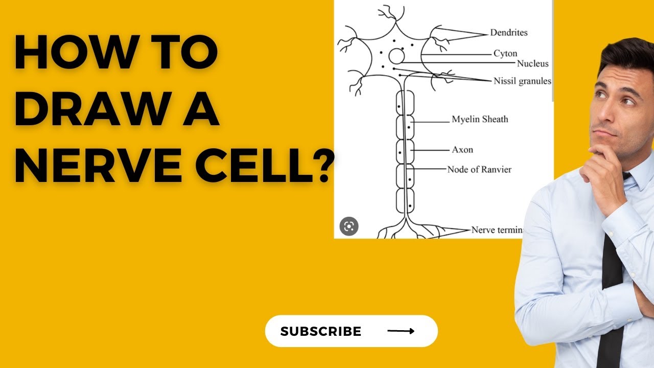 HOW TO DRAW A NERVE CELL? #viral #art #education #kids #sketch #pencil ...