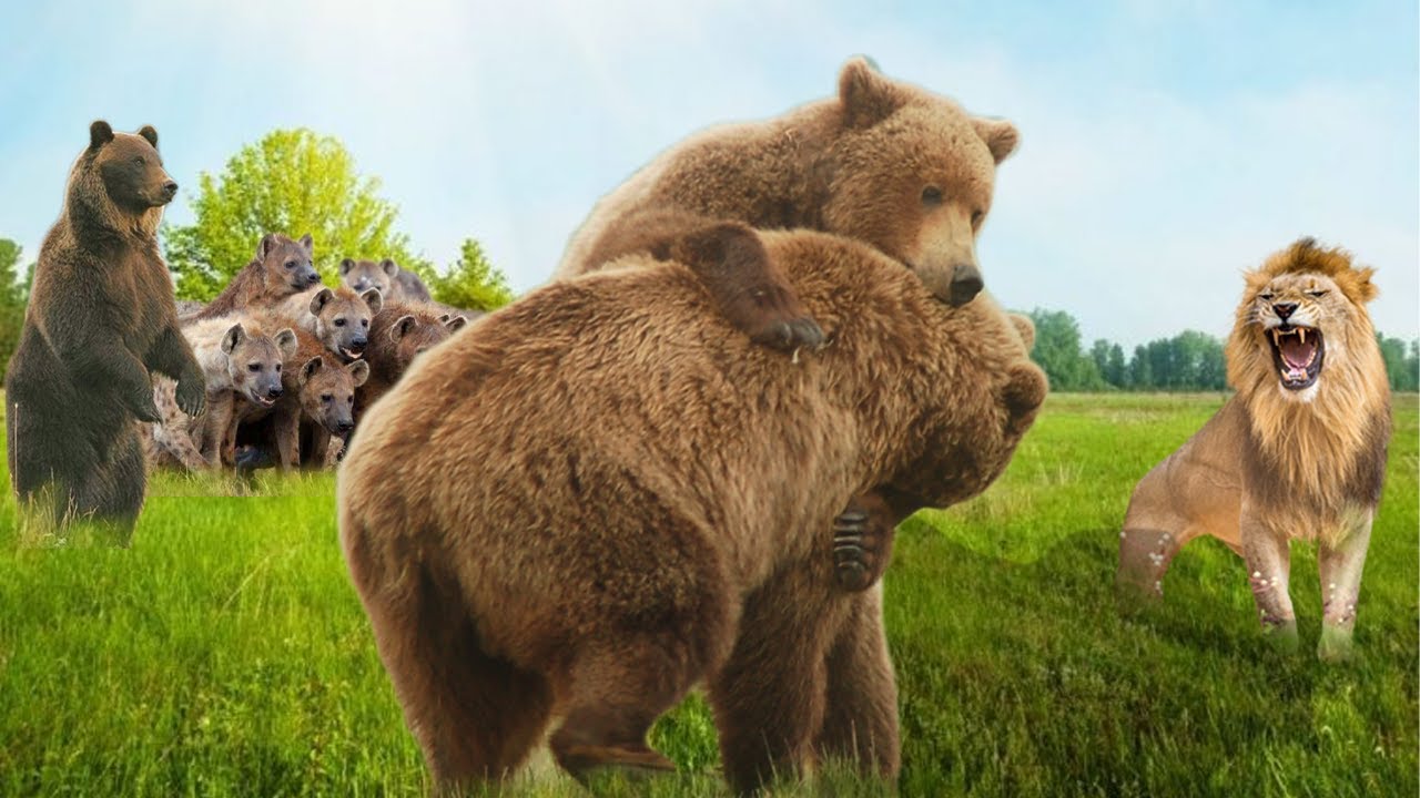 Bears Fight Fiercely To Compete For Territory, Exciting Hunting Moments ...