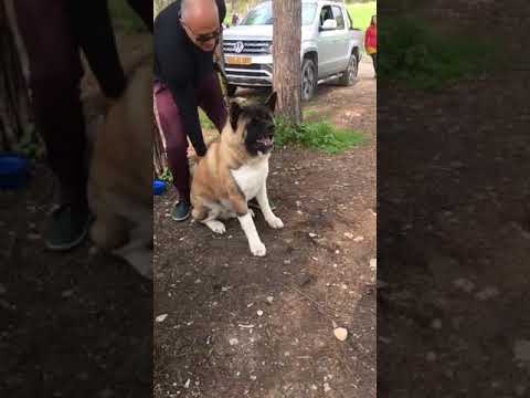 American akita gets angry 😤 - YouTube