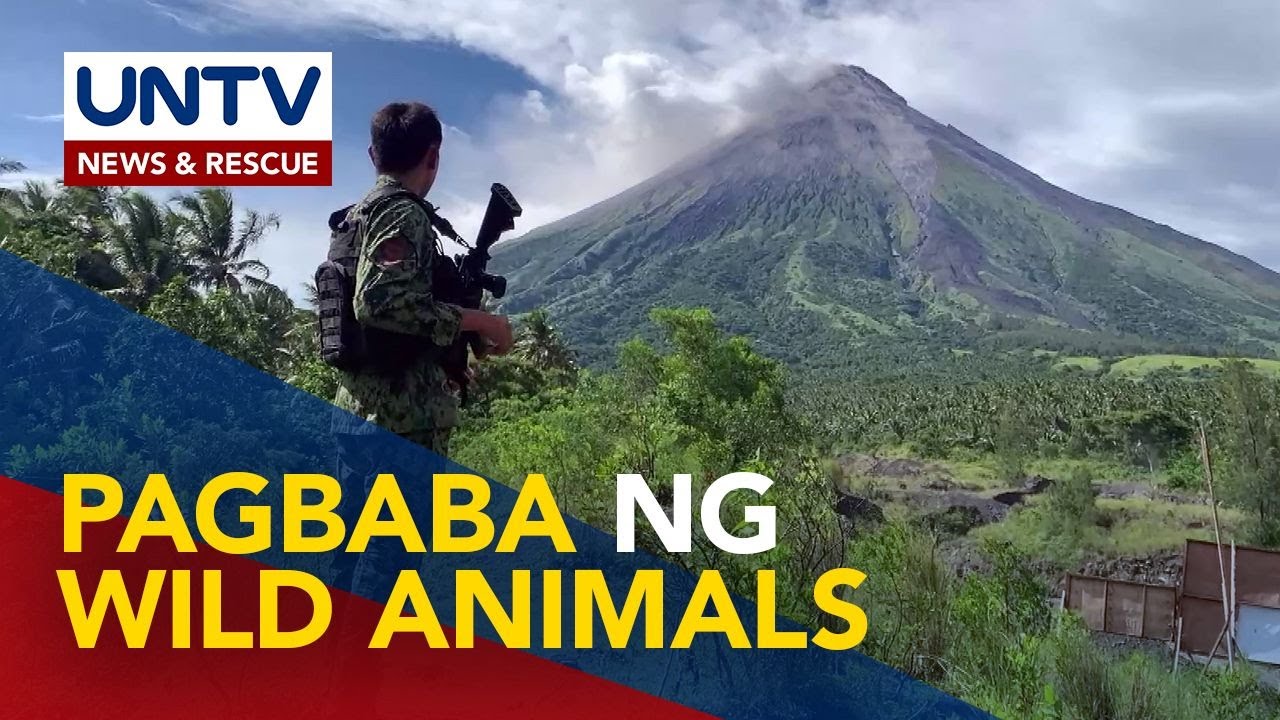 Pagbaba ng mababangis na hayop sa gubat ng Mt. Mayon, pinangangambahan ...