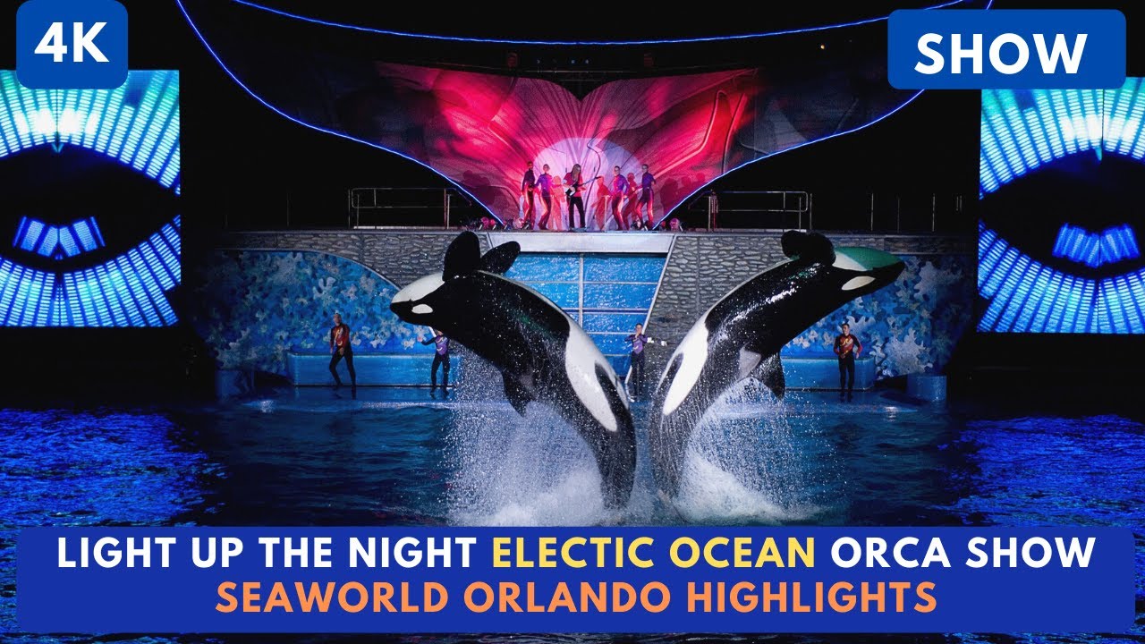 [4K] Seaworld Light up the Night Killer whale show - YouTube