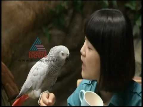 "Mimicry by 10 year old Lala Bird"-Kauthukalokam 26,June 2012 Part 4 ...