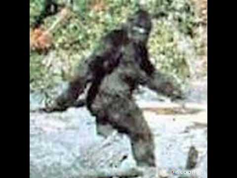 PREVIEW "Avistamientos de pie grande en México" ( SASCUATCH, MENK ...