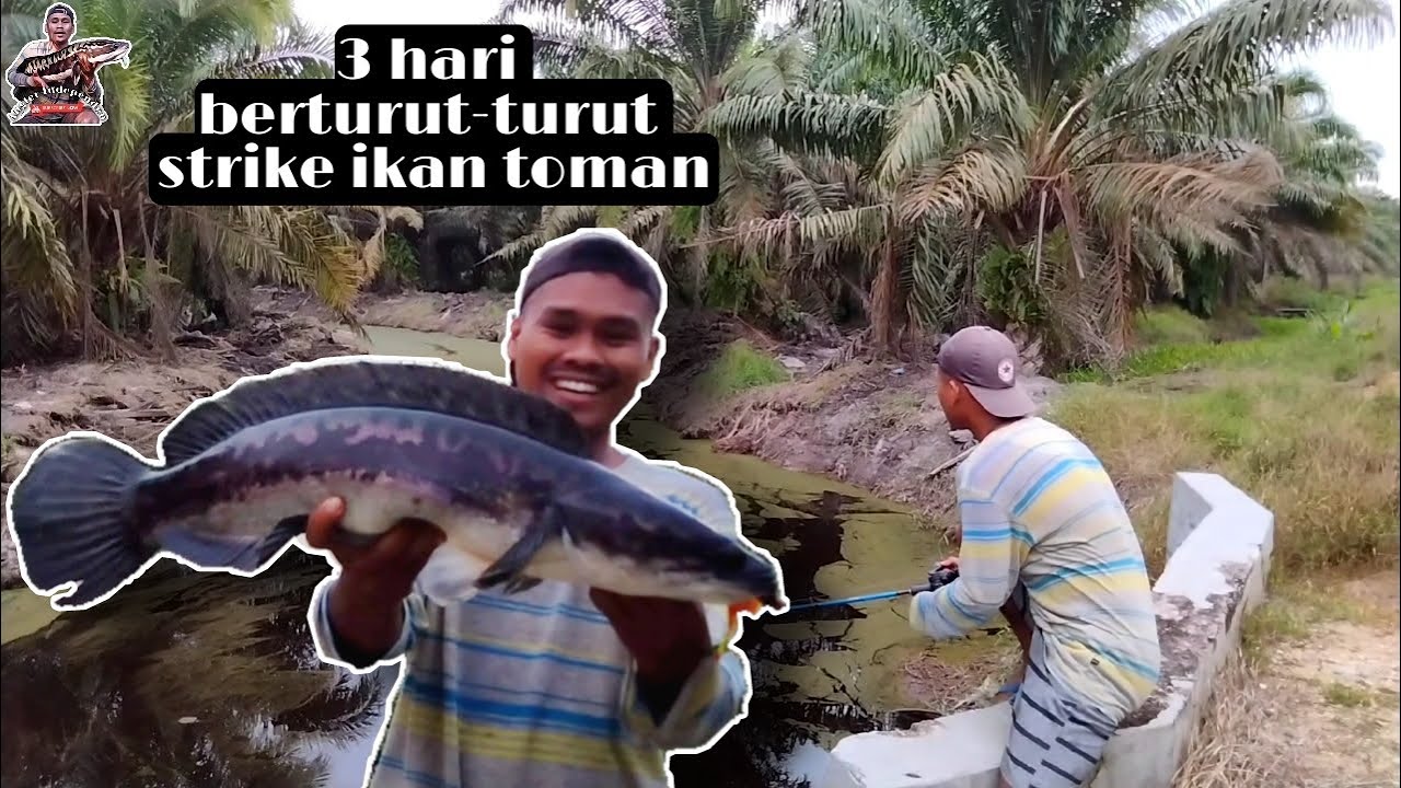 Casting ikan toman 3 hari berturut turut strike rezeki yang luar biasa ...