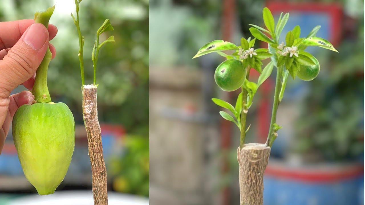 How To Grafting Lemon Trees for beginners #lemon - YouTube