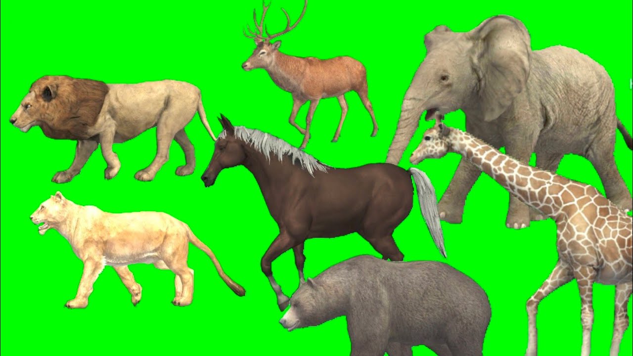 wild animals green screen videos no copyright | #greenscreenanimals ...
