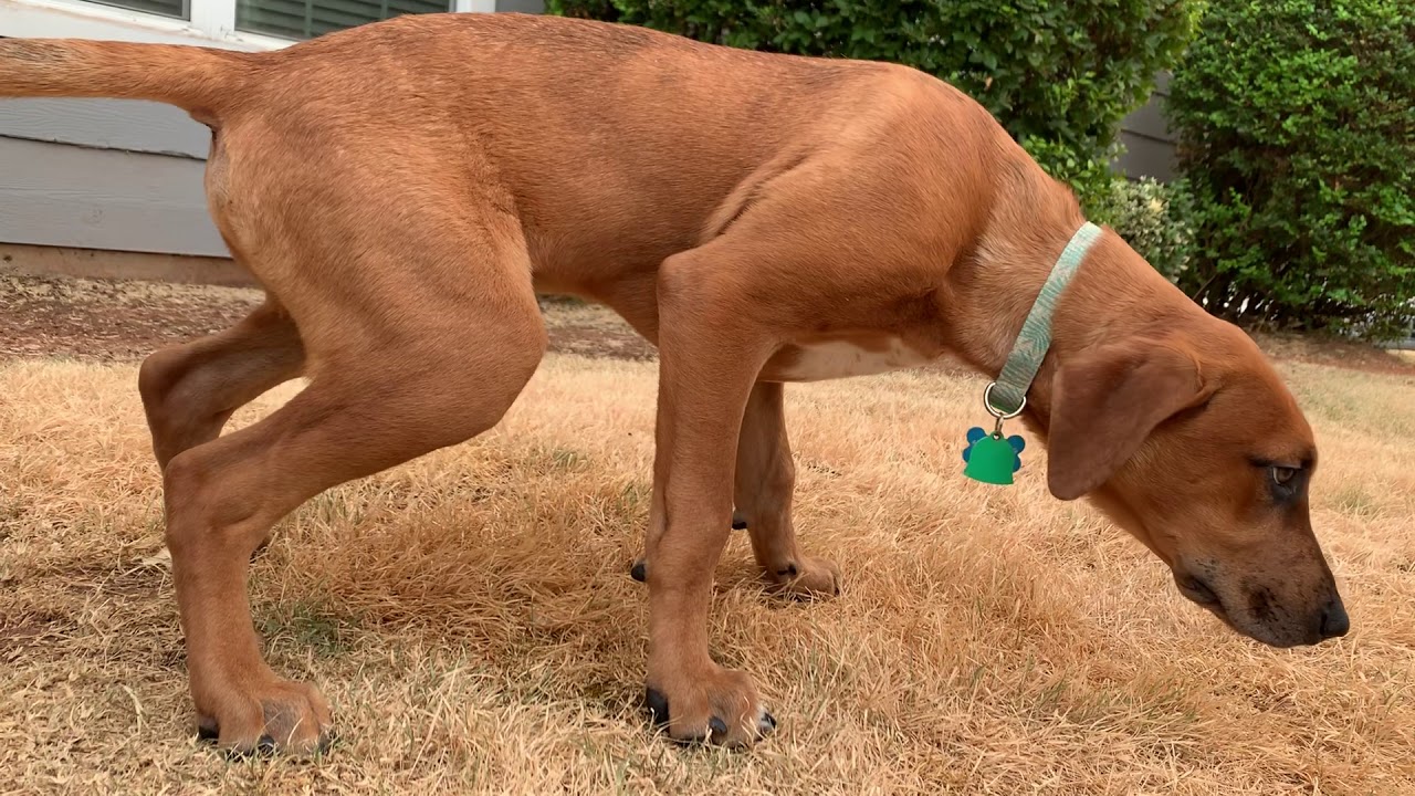 my dog peeing - YouTube