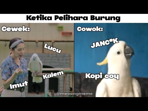 Perbedaan Ketika Pelihara Burung Cewek VS Cowok