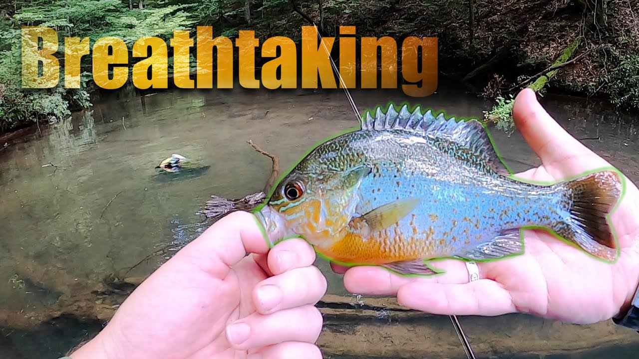 Ultralight Fishing With Yum Curly Tail Grub - YouTube