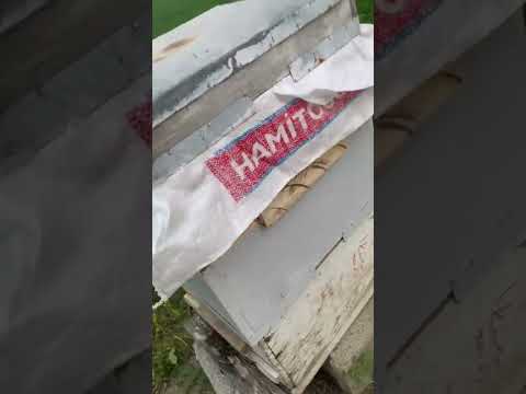 Bal verimini artırmak için çok kolay yarım ballık yaptık