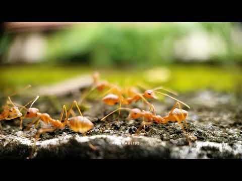 Ants in Macro Slow motion - YouTube