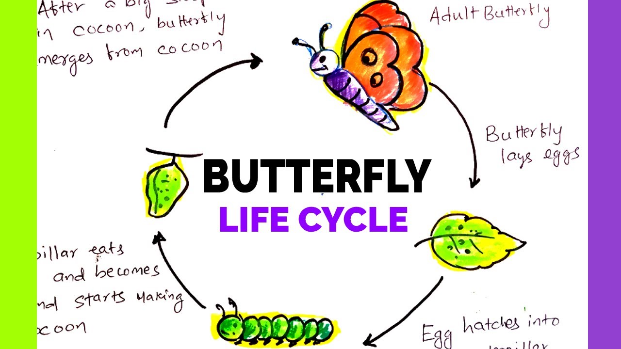 How to draw Life cycle of butterfly Diagram drawing step by step - YouTube
