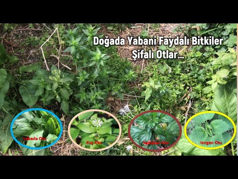 Doğal Alanlarda Yetişen 4 Faydalı Ot Şifalı Bitki Kuş Otu Isırgan ...