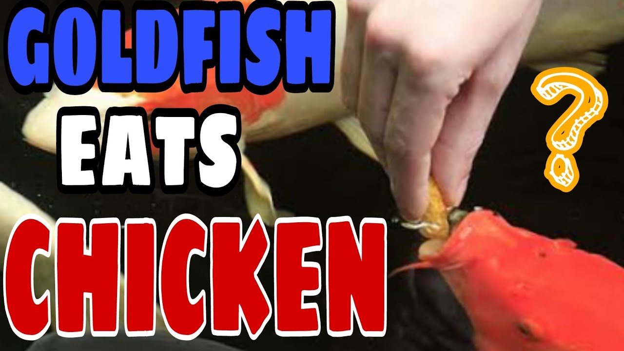 Feeding Chicken to Goldfish ||Pets & care with Roshan. #fish #oscarfish ...