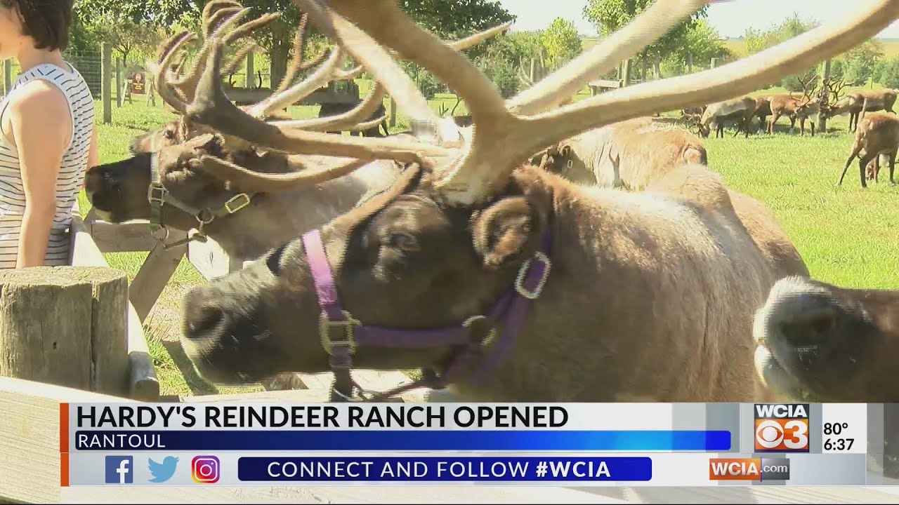 'Tis the season: Hardy's Reindeer Ranch now open - YouTube