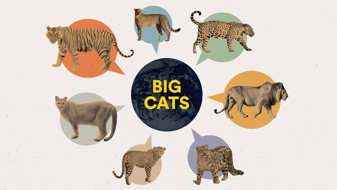 Panthera Organization