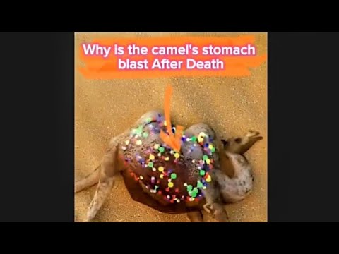 Why Is the Camel 🐫 Stomach Blast After Dead | Animal Fact | Research ...