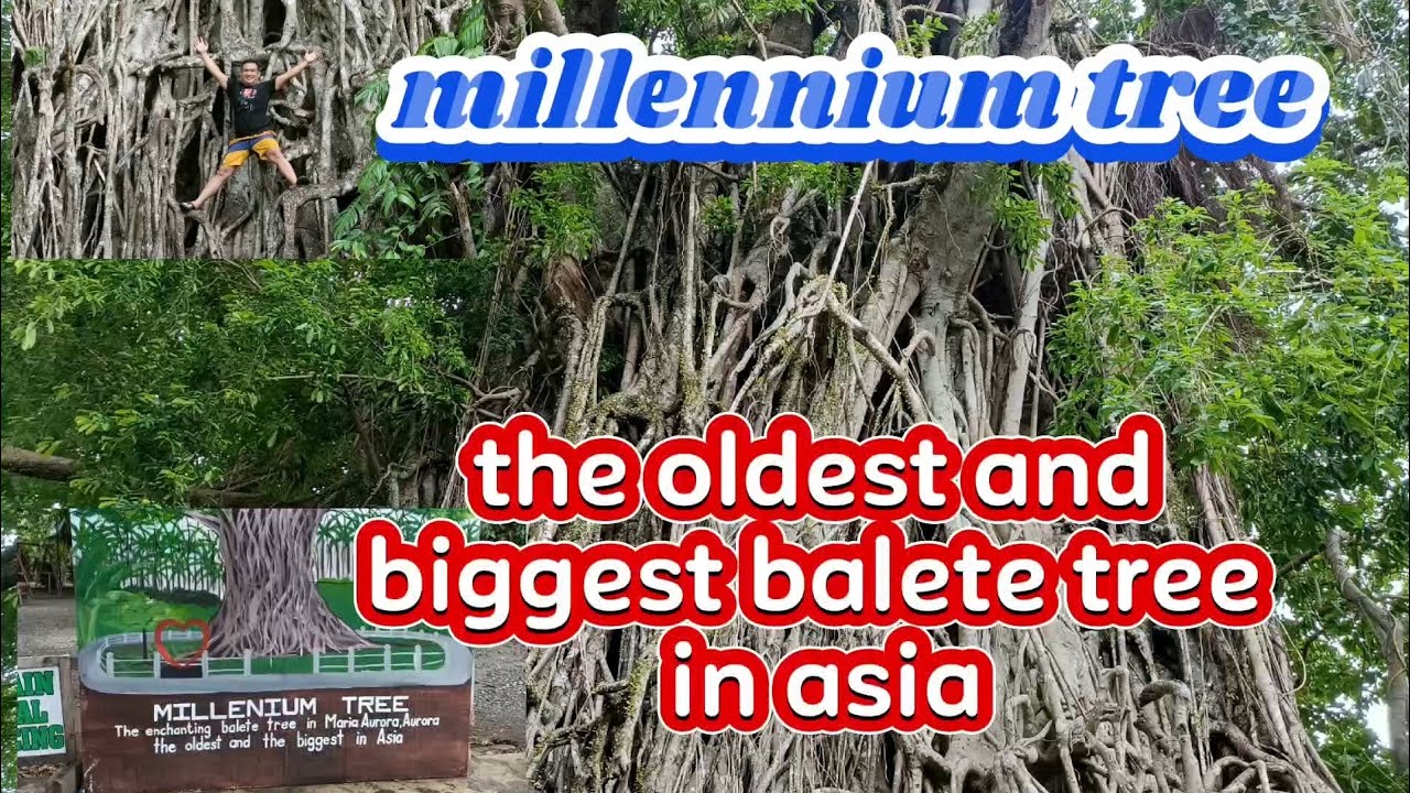 millennium tree, oldest and biggest balete tree in asia NASA AURORA ...