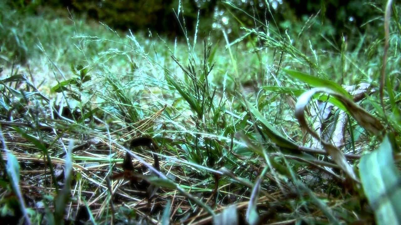 Grass Clips | Looping Video of Grass - At Night - YouTube
