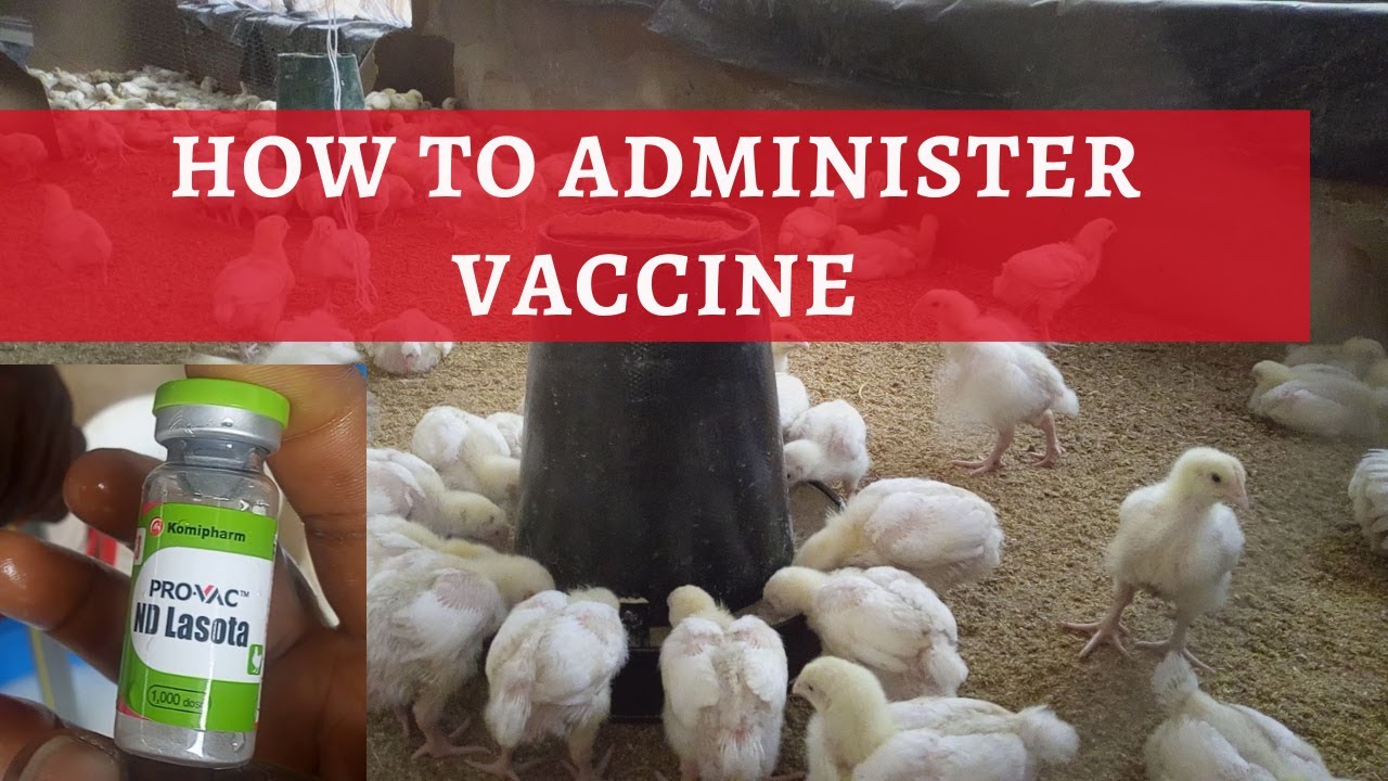 How to administer poultry vaccine - YouTube