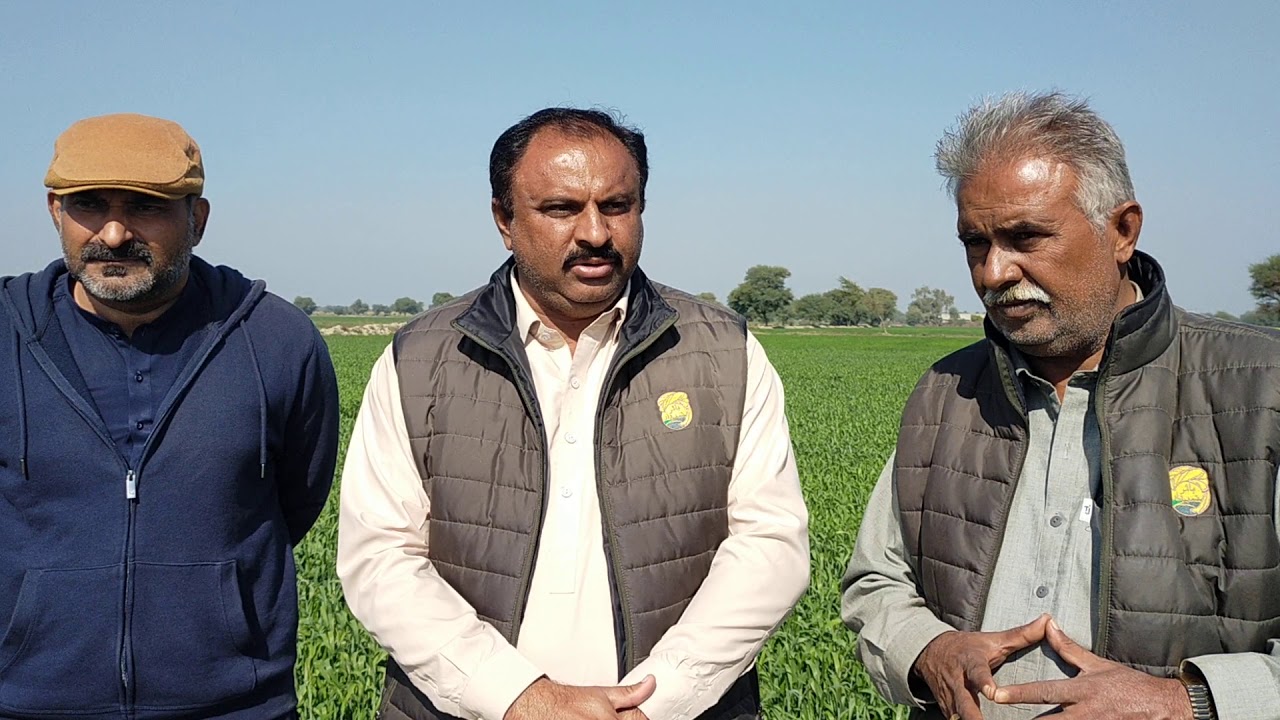 Al Rasheed Farm zamindar Waheed laghari wheat 2020 - YouTube