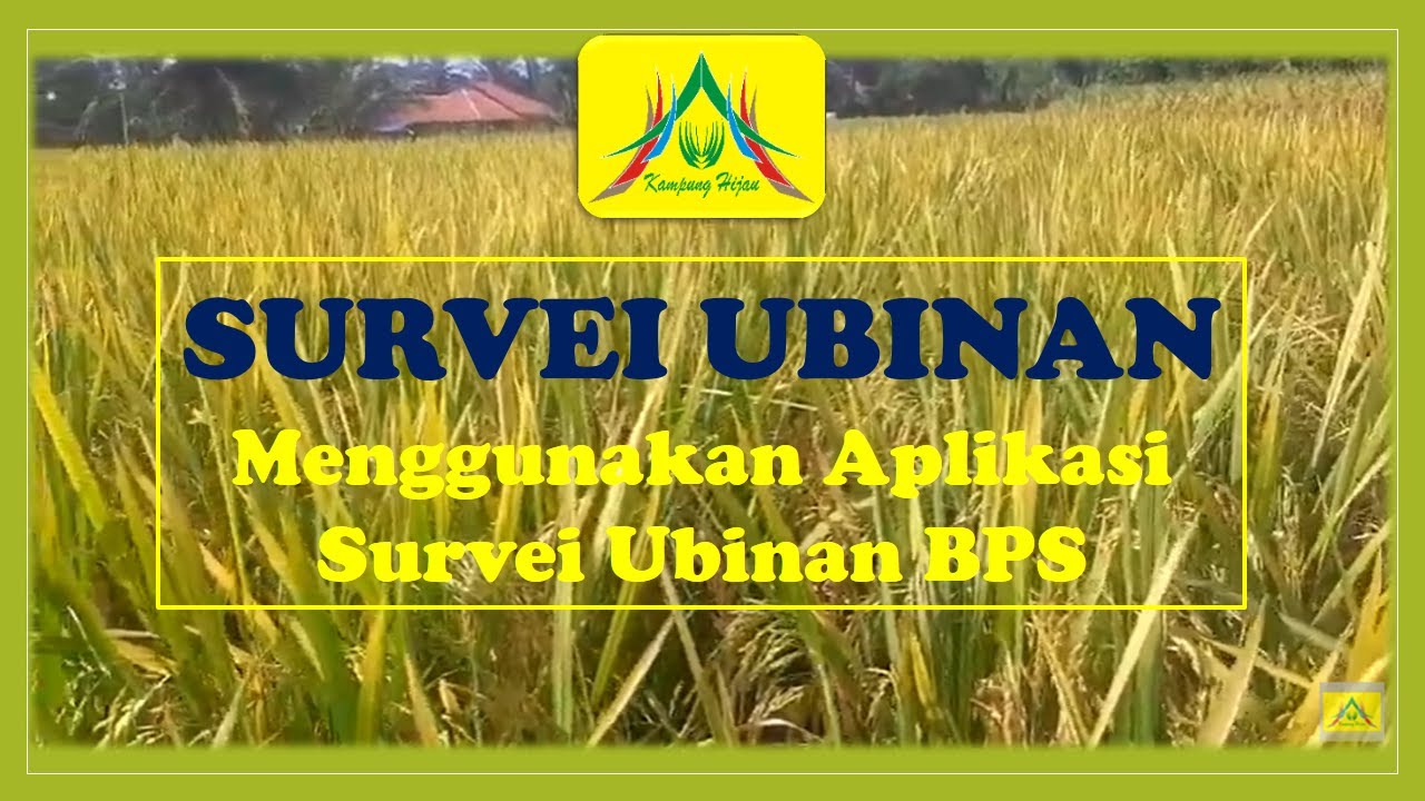 SURVEI UBINAN, menggunakan Aplikasi Survei Ubinan BPS - YouTube