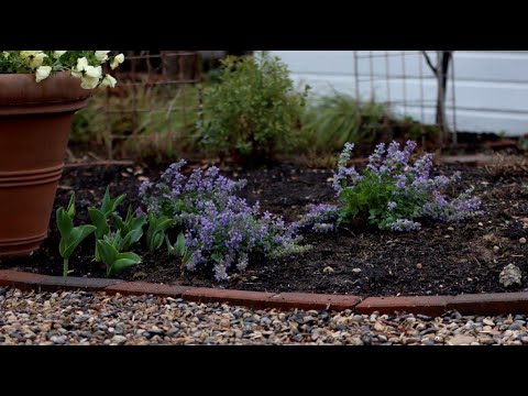 Proven Winners® Cat’s Pajamas Nepeta | Pollinator-Friendly Perennial