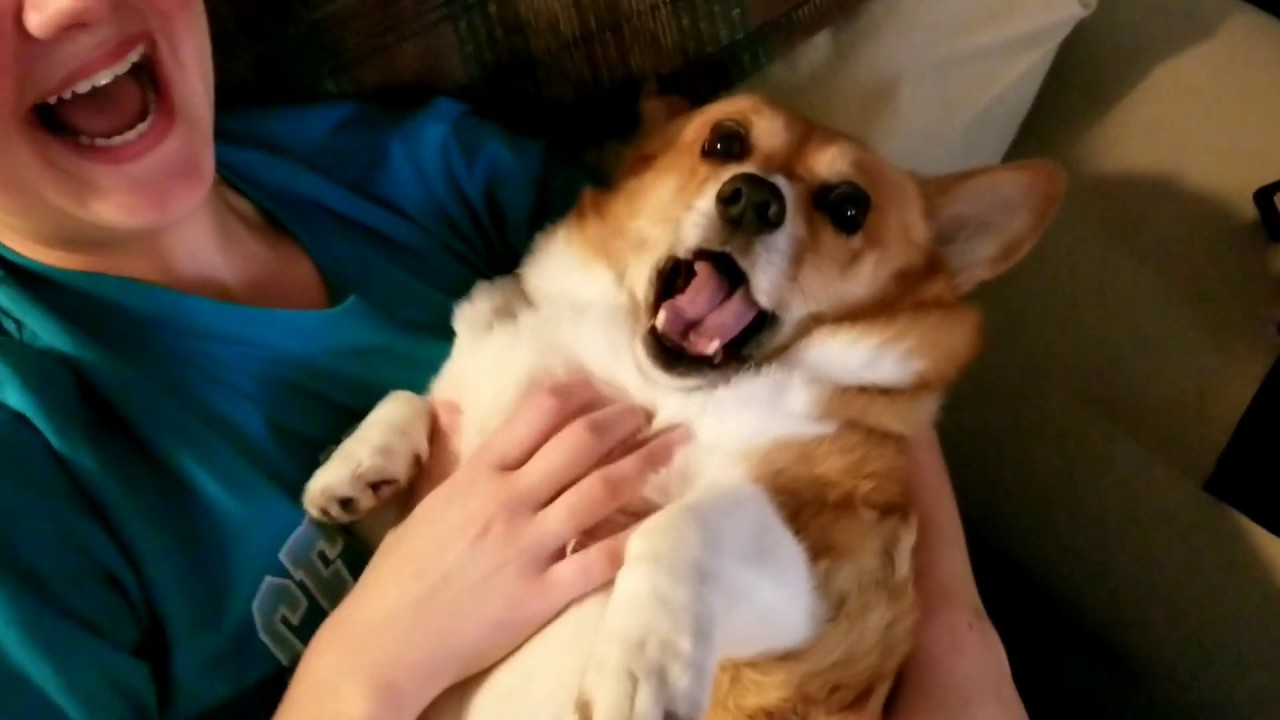 Corgi making weird sounds - YouTube