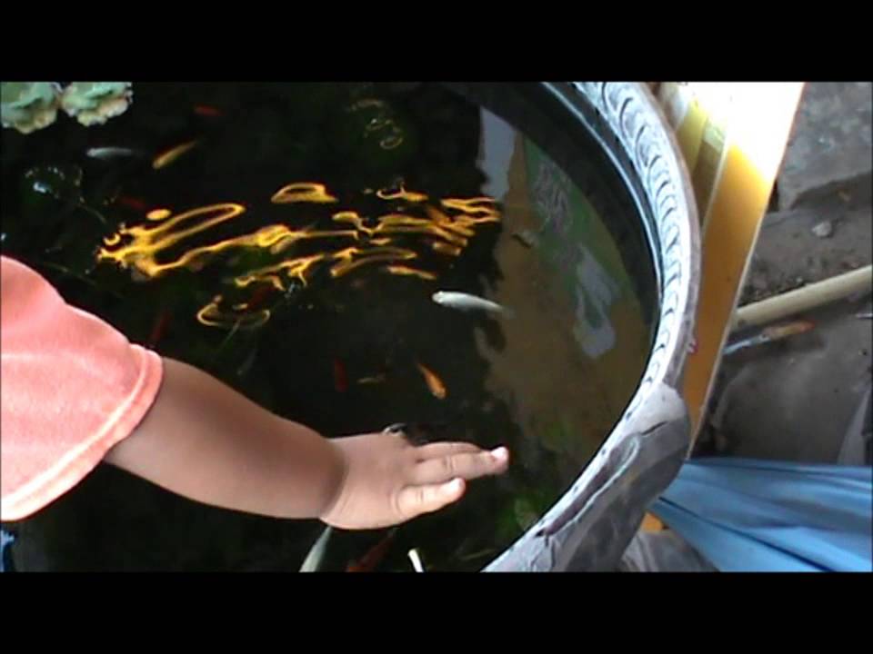 Old tires used as fish tanks in Thailand - YouTube