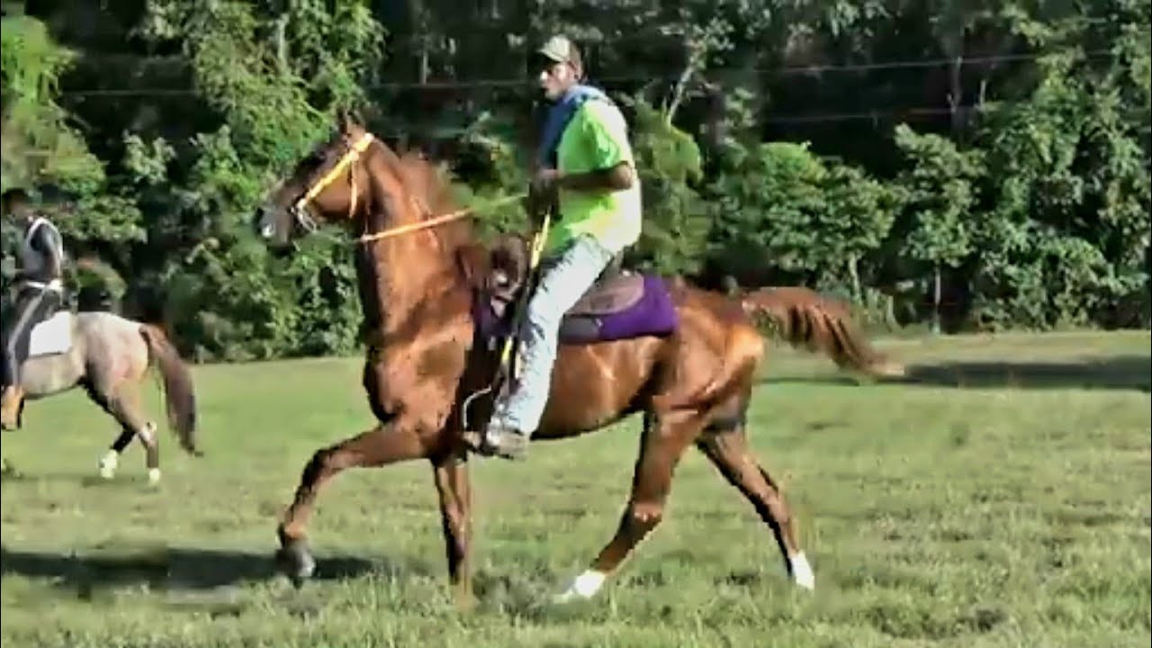 Big Red Stepper - American Saddlebred (E. Holyfield) - YouTube