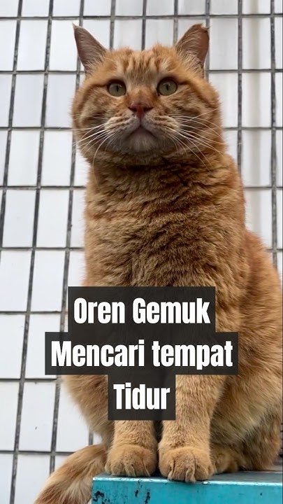 Kucing oren mencari tempat untuk tidur‼️😸#animals #cats #kucinglucu #videohiburan #videoshort ...