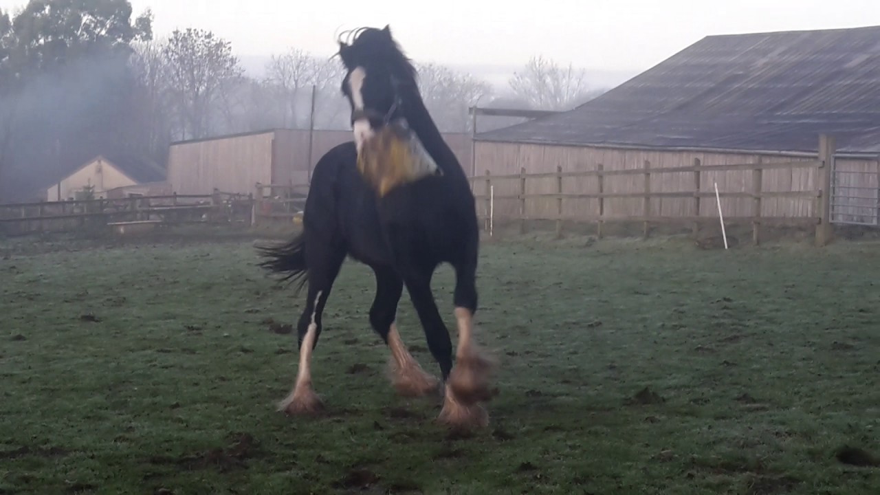 Turbo our 2 year old shire colt playing - YouTube