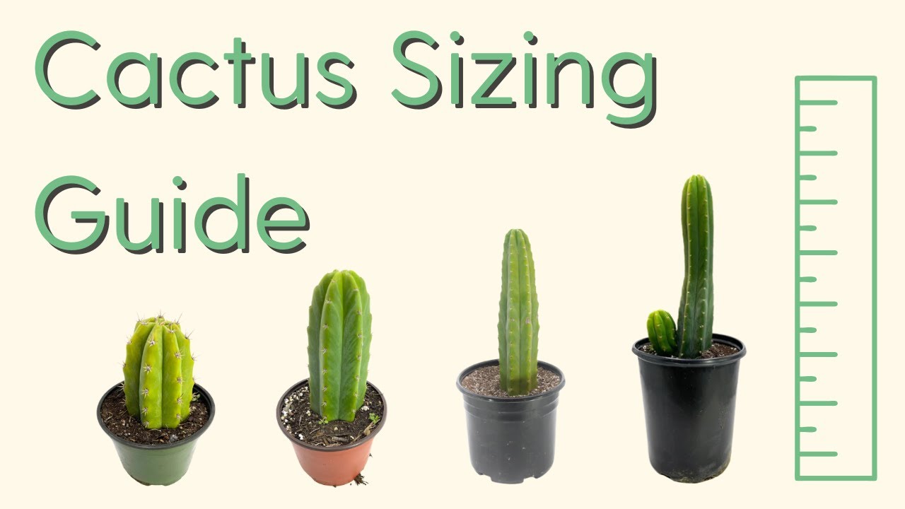 Cactus & Cutting Sizing Guide - YouTube