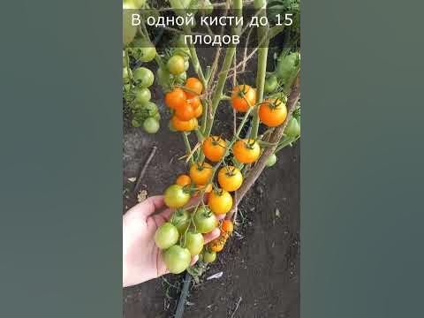 МЕГА урожайный сладкий томат, фаворит миллионов любителей томатов ...