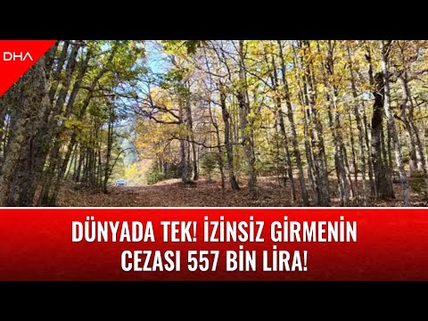 Dünyadaki tek kasnak meşesi ormanına izinsiz girmenin cezası 557 bin TL