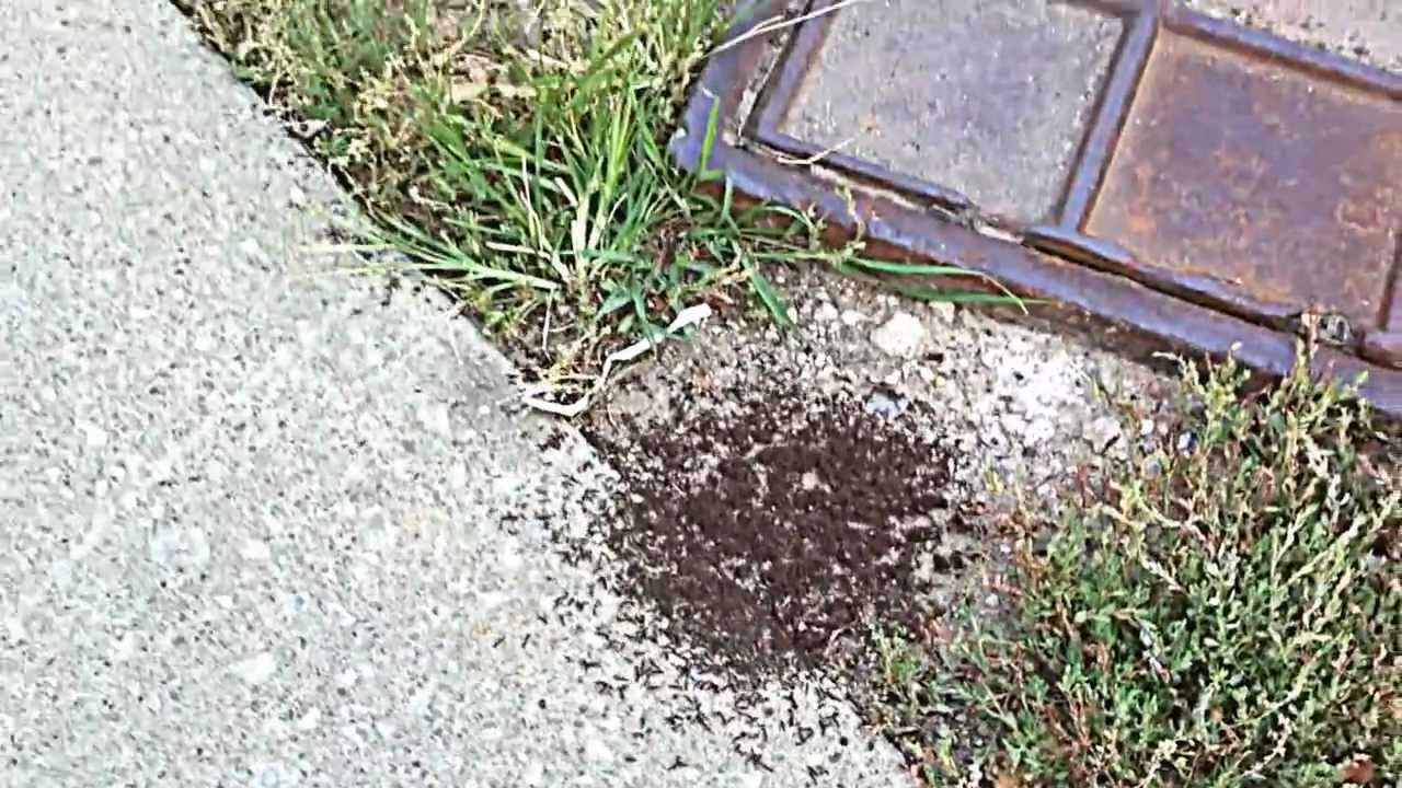 What is this, a center for ANTS? - YouTube