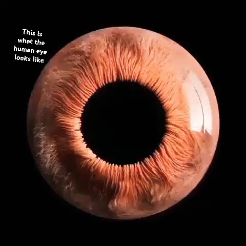 The human eye - YouTube