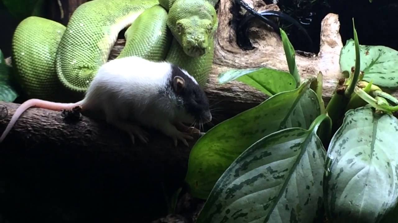Green Tree Python strikes Rat pup live feeding - YouTube