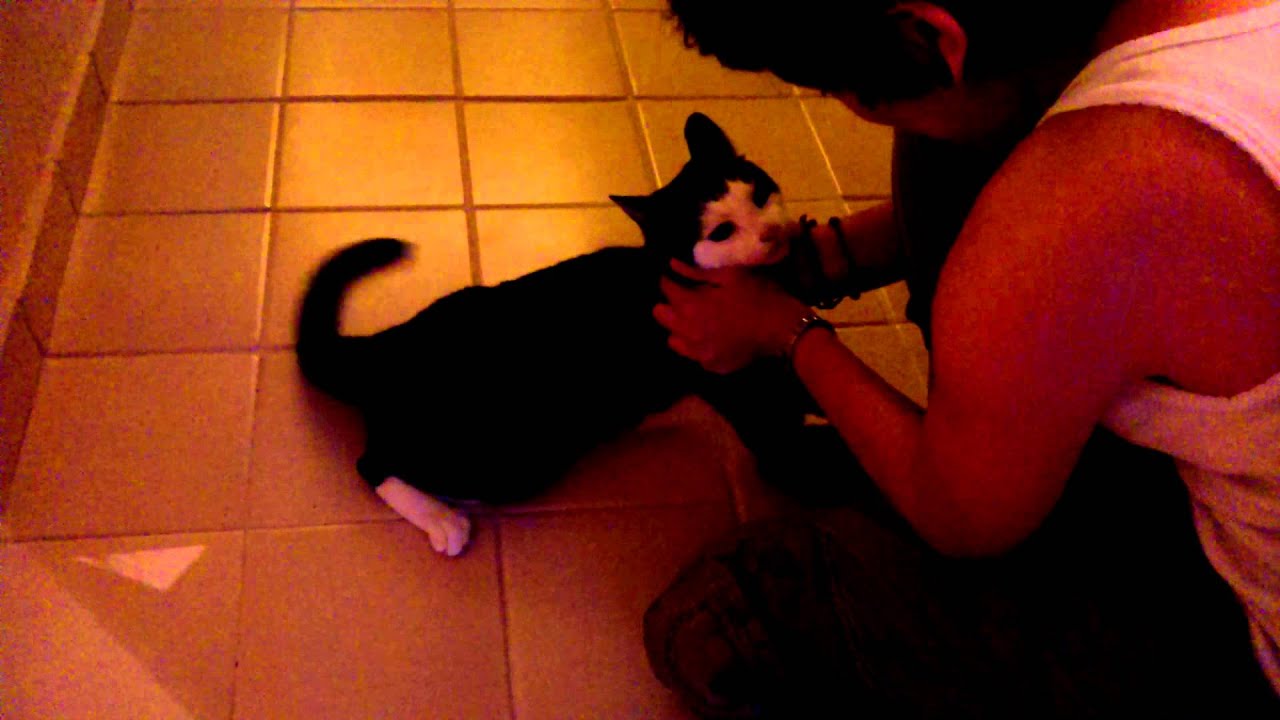 ataque mortal de gato endemoniado - YouTube