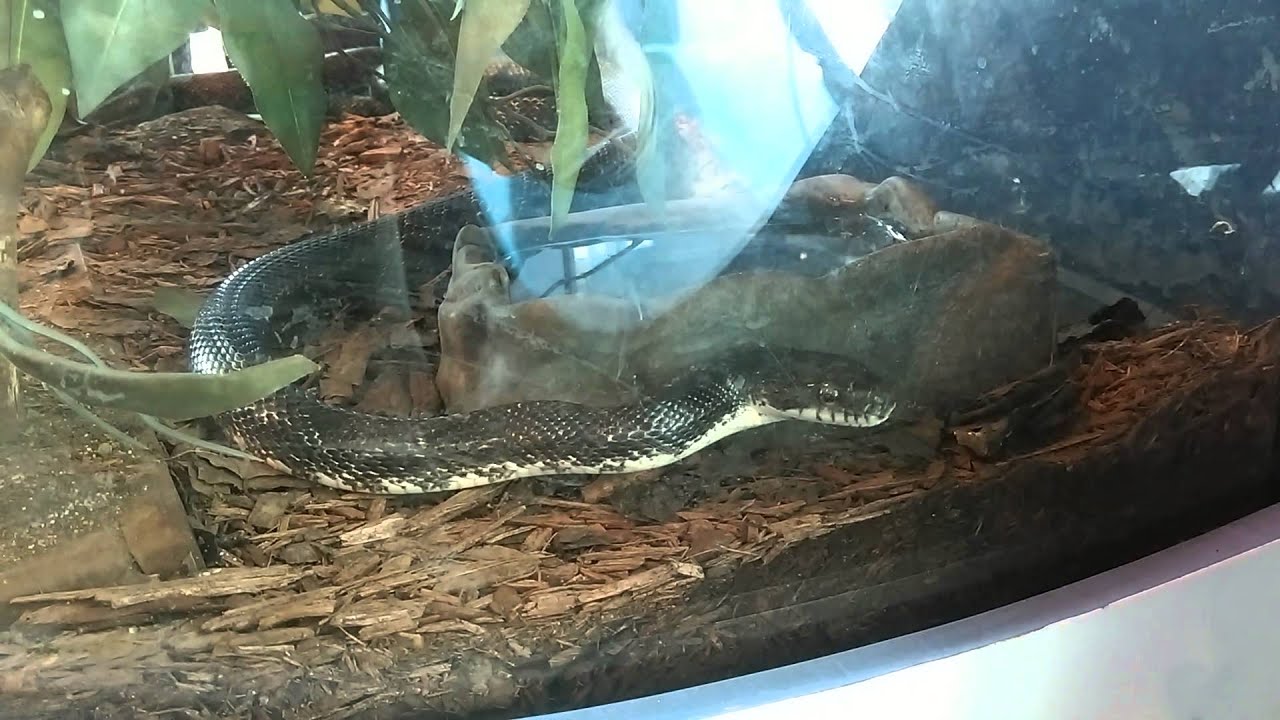 The Snake - YouTube