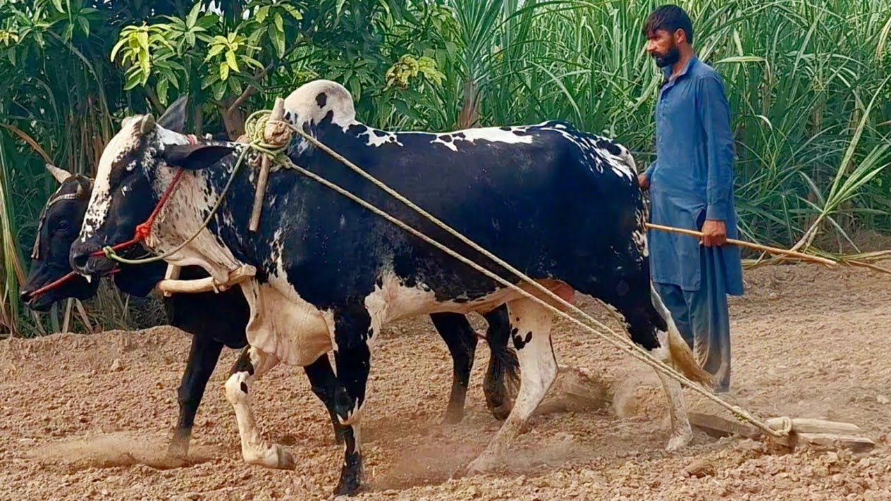 Bull powered field levelling | Desi bulls | Bull powered plough ...