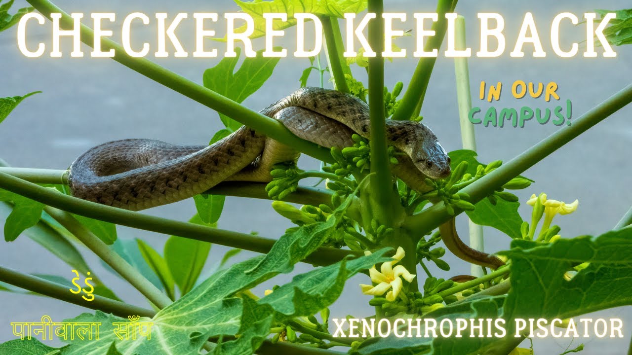 Checkered Keelback | Asiatic water snake | Xenochrophis piscator - YouTube