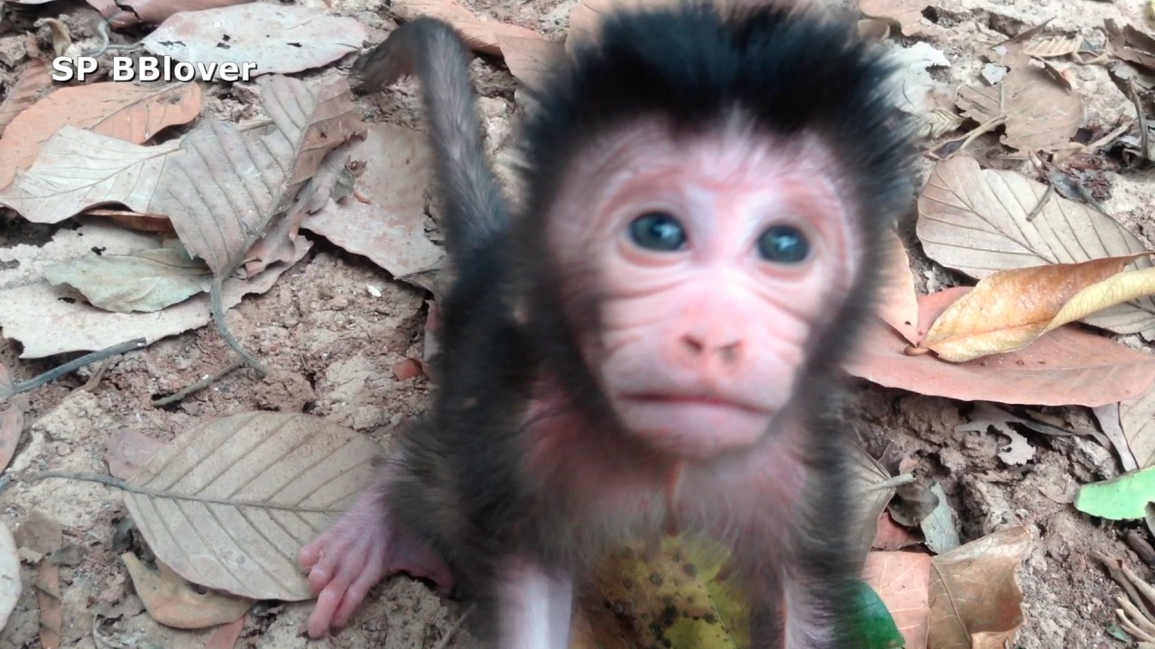 Baby Monkey Come Say Hello - YouTube