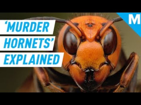 Why Are Asian Giant Hornets In The United States