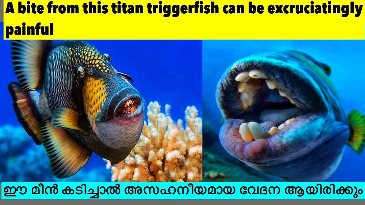 A bite from this titan triggerfish can be excruciatingly painful - YouTube