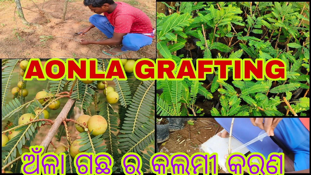 HOW TO GRAFTING AONLA PLANT - YouTube